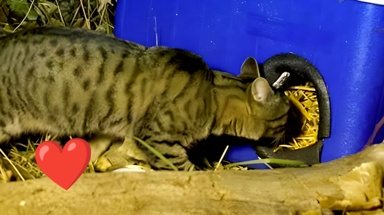 Come Philip Rogich ha trasformato vecchie glaciere in sorprendenti ...